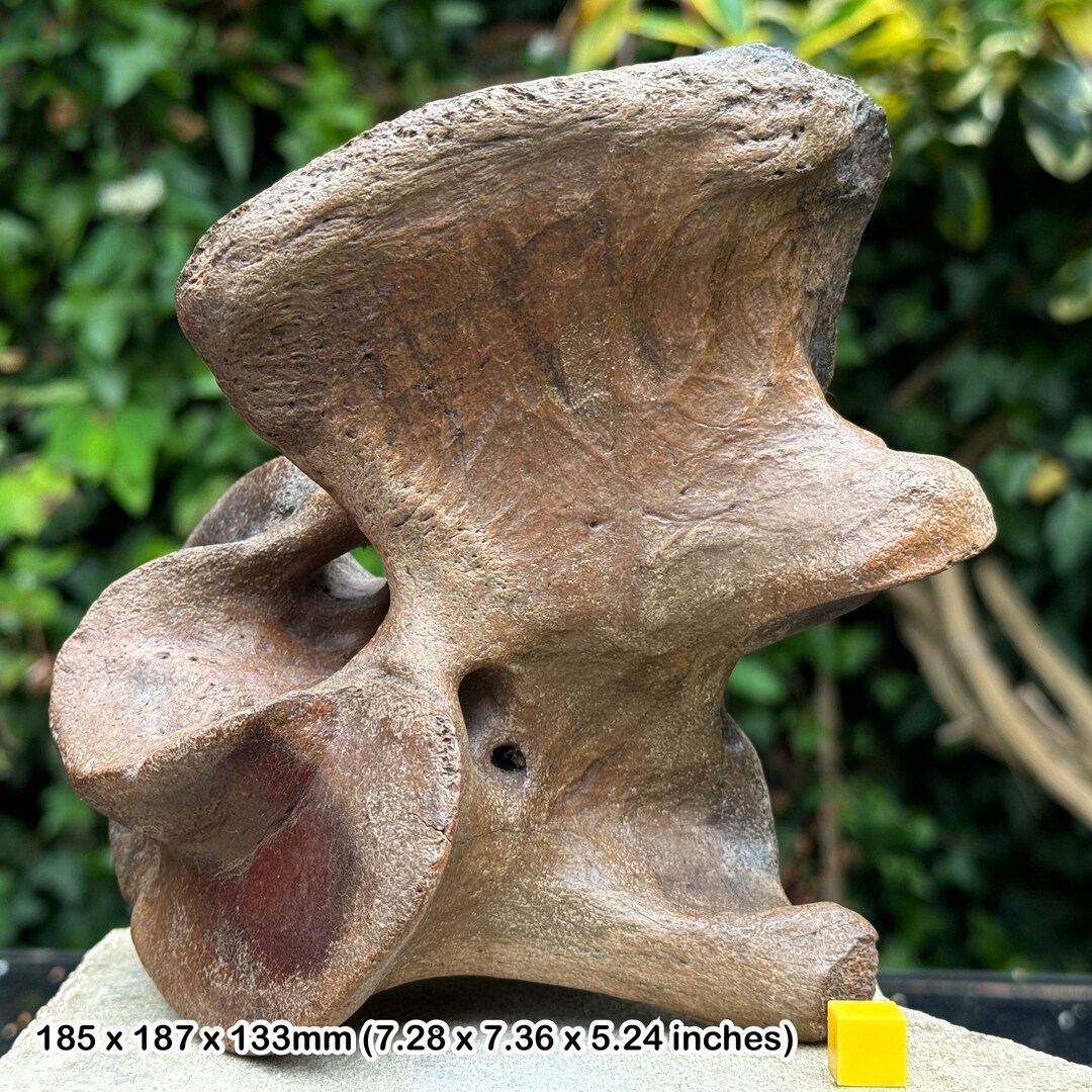 Rare Bison Lower Neck Atlas & Axis Vertebrae Fossil Bones Pleistocene ...