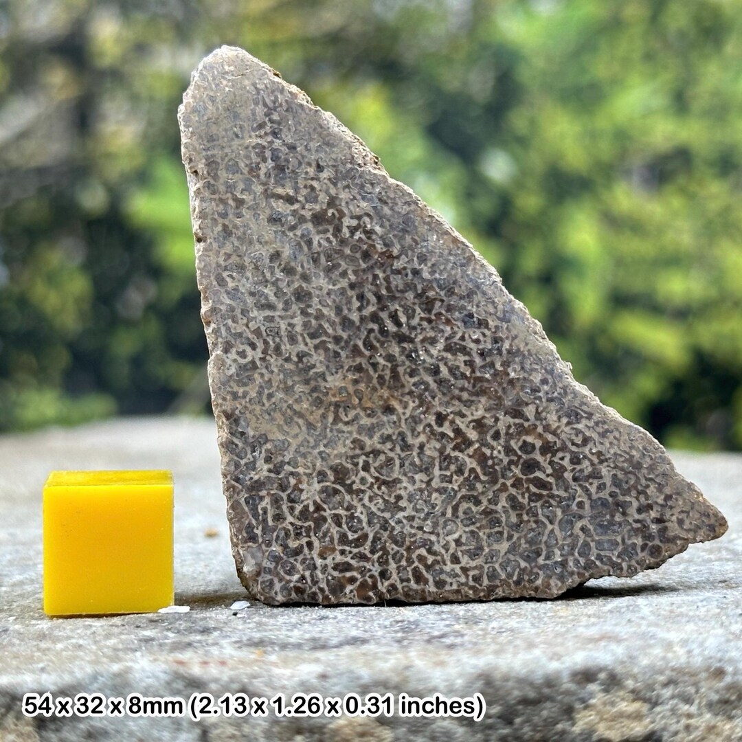 Atlasaurus Sauropod Slice Fossil - Jurassic Period, Morocco - Etsy