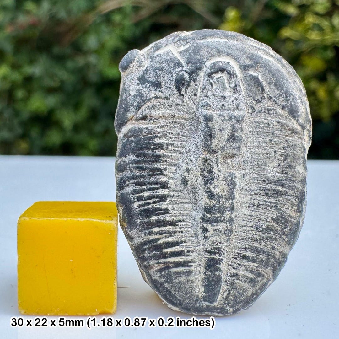 Elrathia Trilobite Fossil Lower Cambrian Utah Usa Genuine Authentic ...