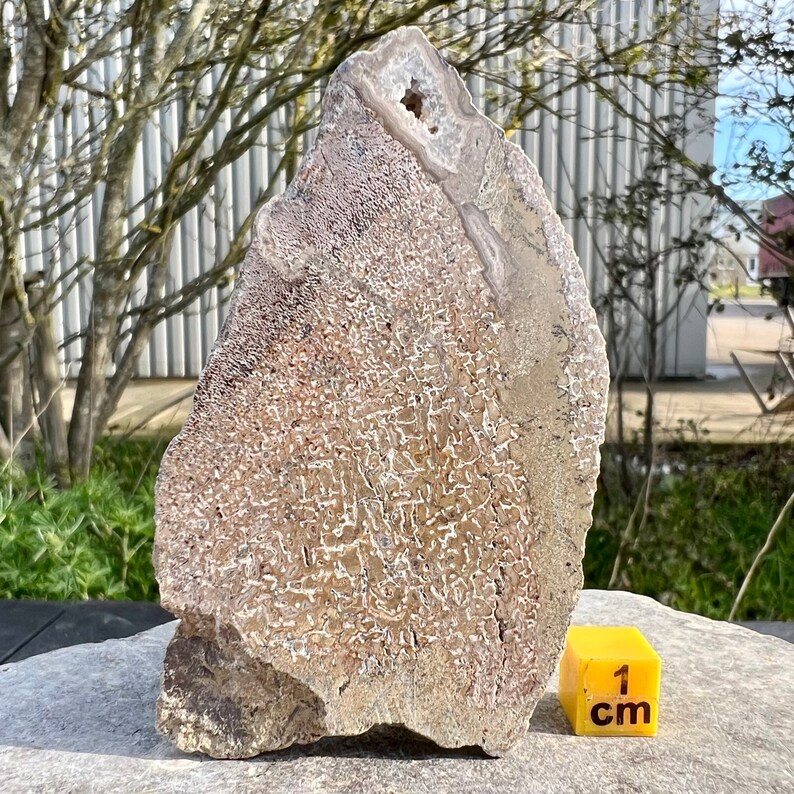 Genuine Atlasaurus Sauropod Dinosaur Bone Slice Fossil - Etsy