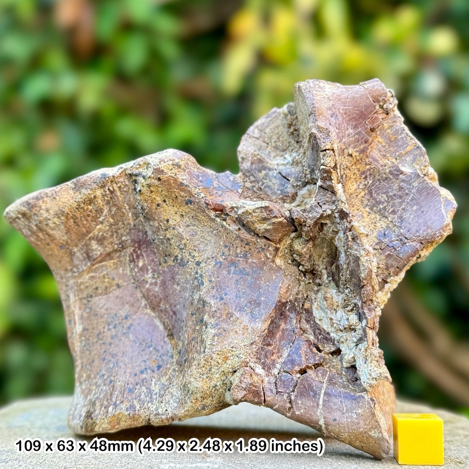 Authentic Megalosaurus theropod Dinosaur Fossil Vertebra, Middle ...