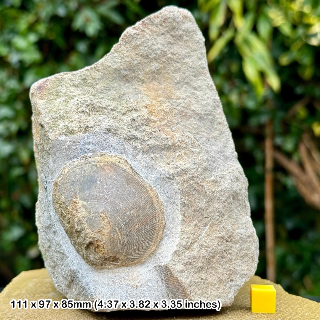 Rare Plagiostoma Bivalve Fossil in Matrix - Blue Lias, Jurassic - Cert ...