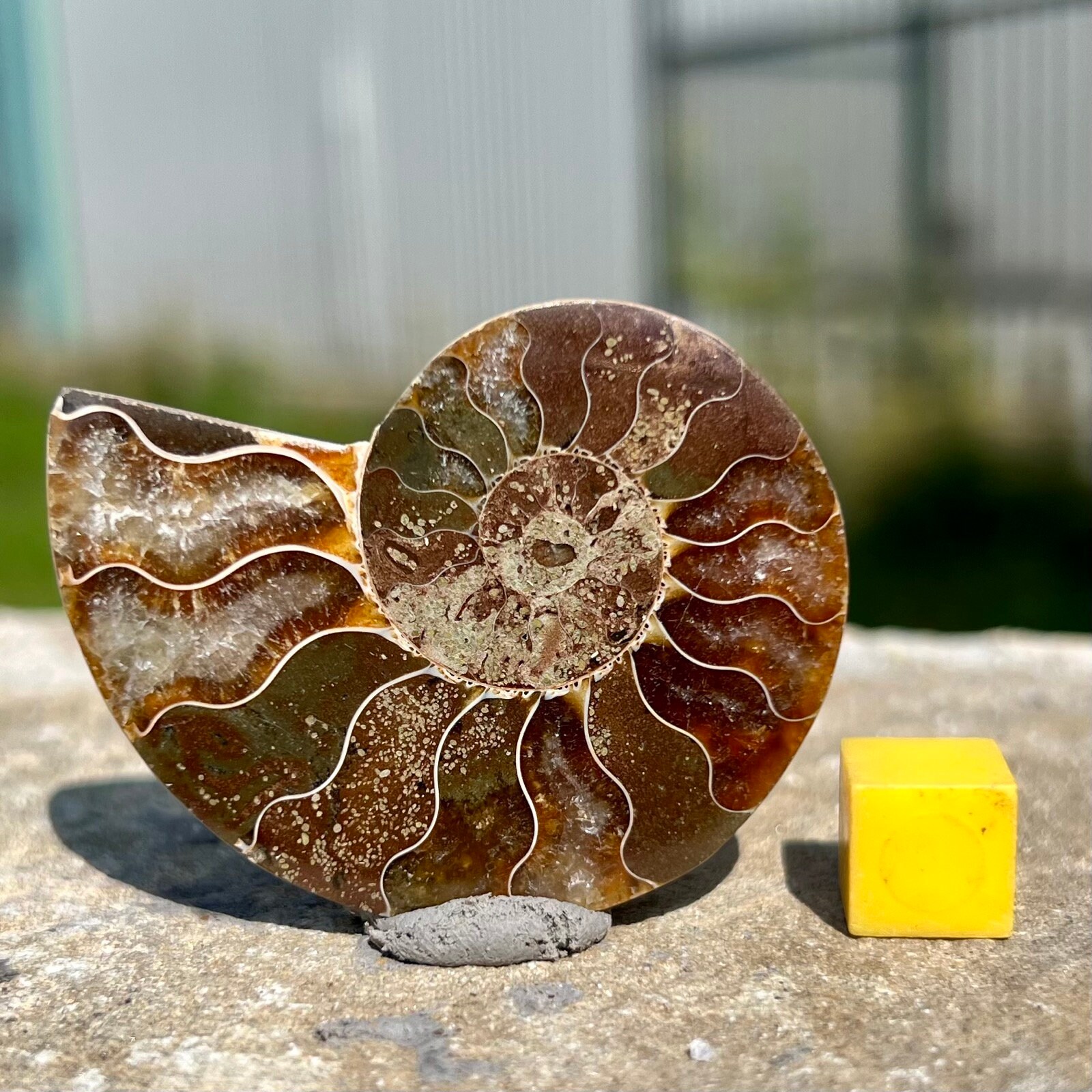 Ammonite Fossil Cut In Half