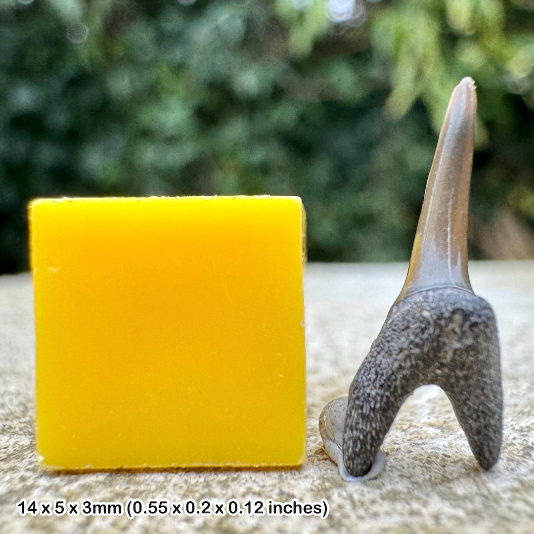 Beltinge (herne Bay) Fossil Shark Tooth, Eocene, Kent, Uk Certificated ...