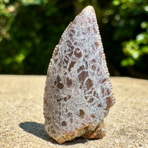 Authentic Majungasaurus Dinosaur Tooth Fossil - Cretaceous Madagascar W/ Coa - Etsy