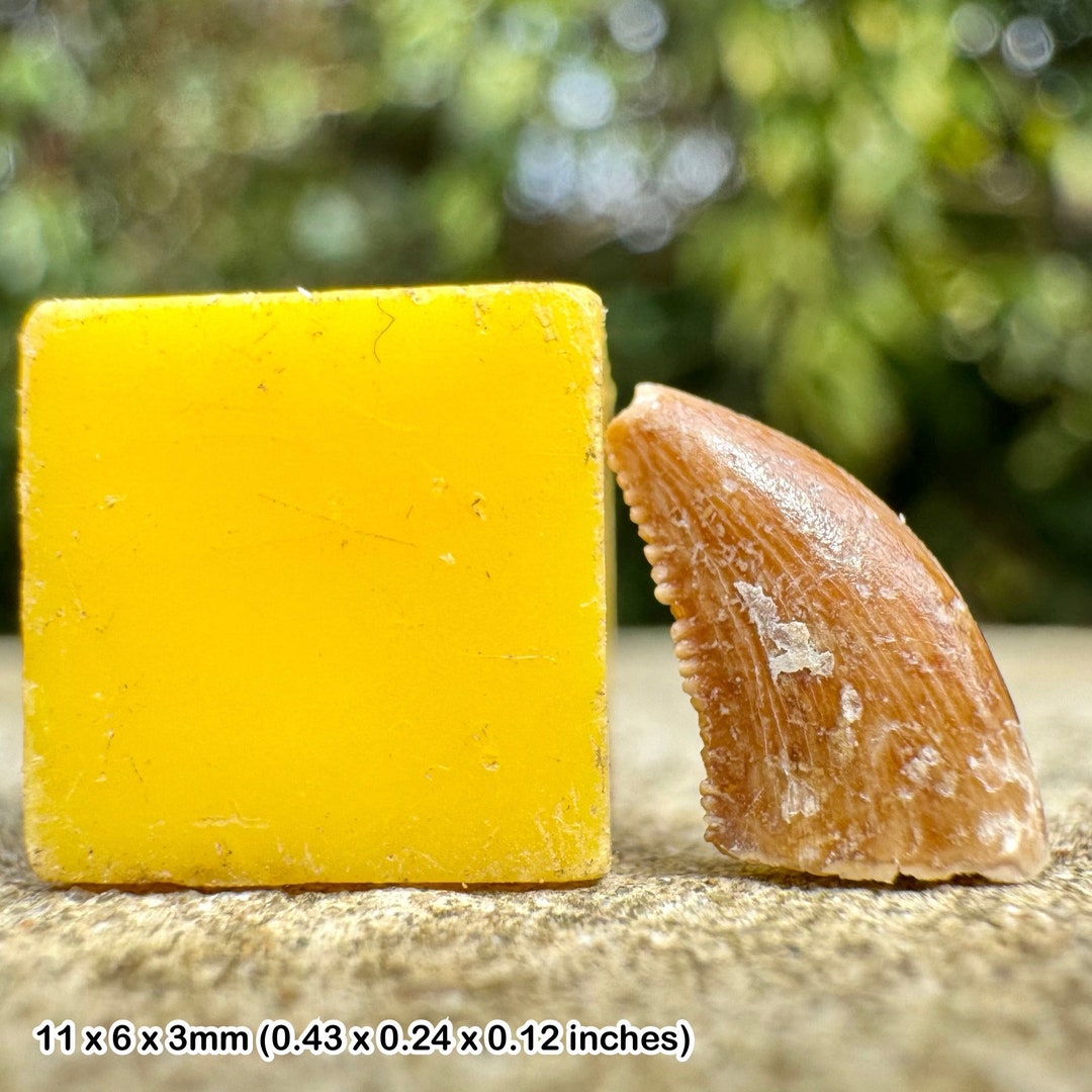 Authentic Megalosaurus Dinosaur Tooth Fossil Jurassic Madagascar W/ Coa ...