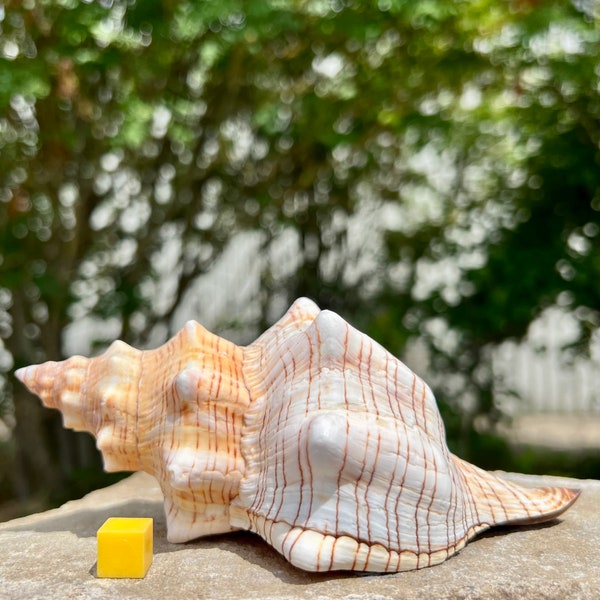 Genuine Seashell - Etsy