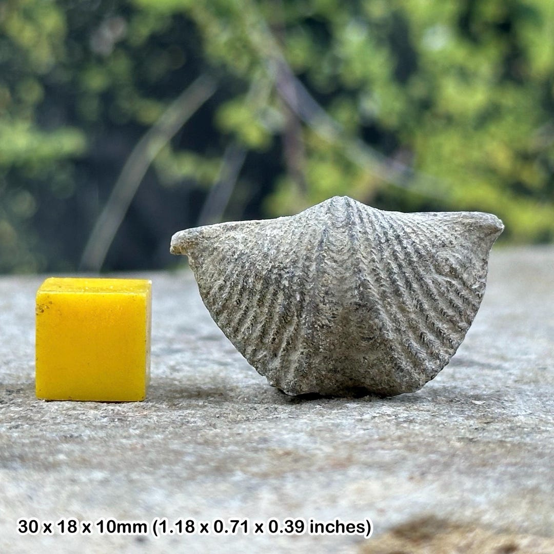 Winged Brachiopod Fossil (mucrospirifer Thedfordensis) - Middle ...