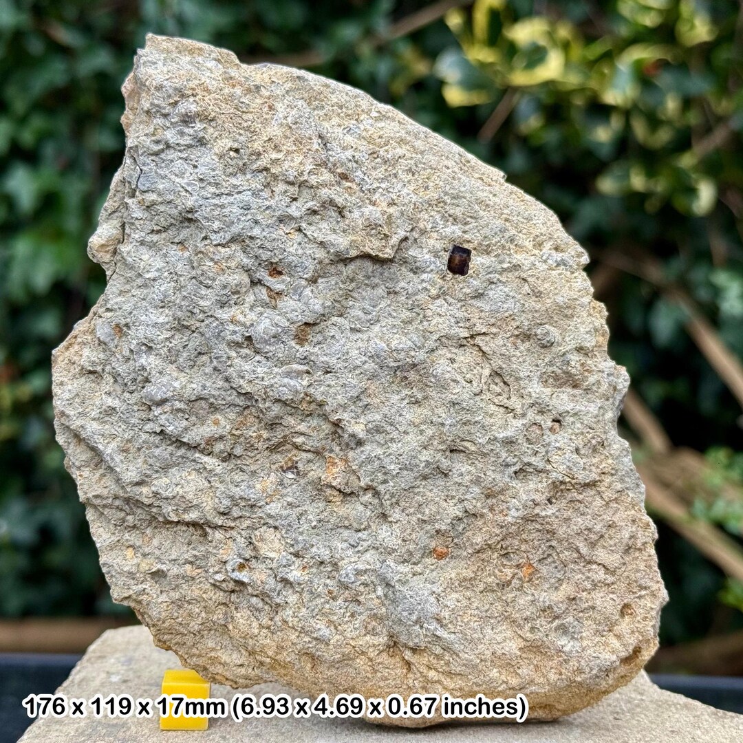 Fossil Fish Scale | Cretaceous Durlston Formation Swanage Dorset Uk ...