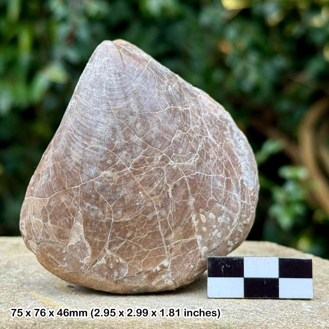 Rare Lima Gigantea Fossil Bivalve – Middle Lias, Lower Sinemurian ...
