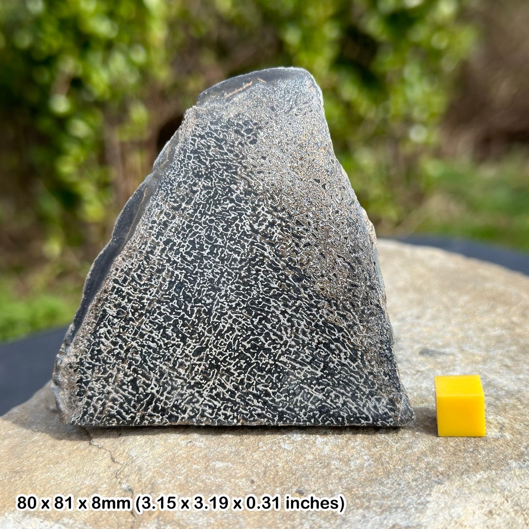 Genuine Atlasaurus Sauropod Dinosaur Bone Slice Fossil Jurassic ...