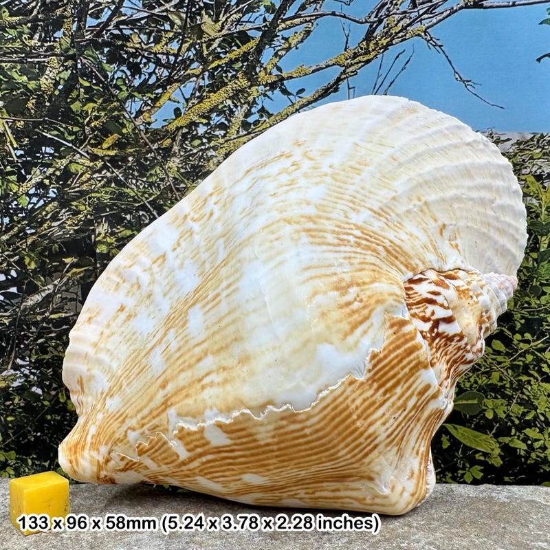 Conch Seashell - Etsy