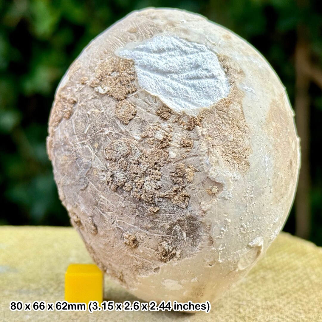 Rare Echinocorys Sea Urchin Fossil From Cretaceous Surrey, Uk Authentic ...