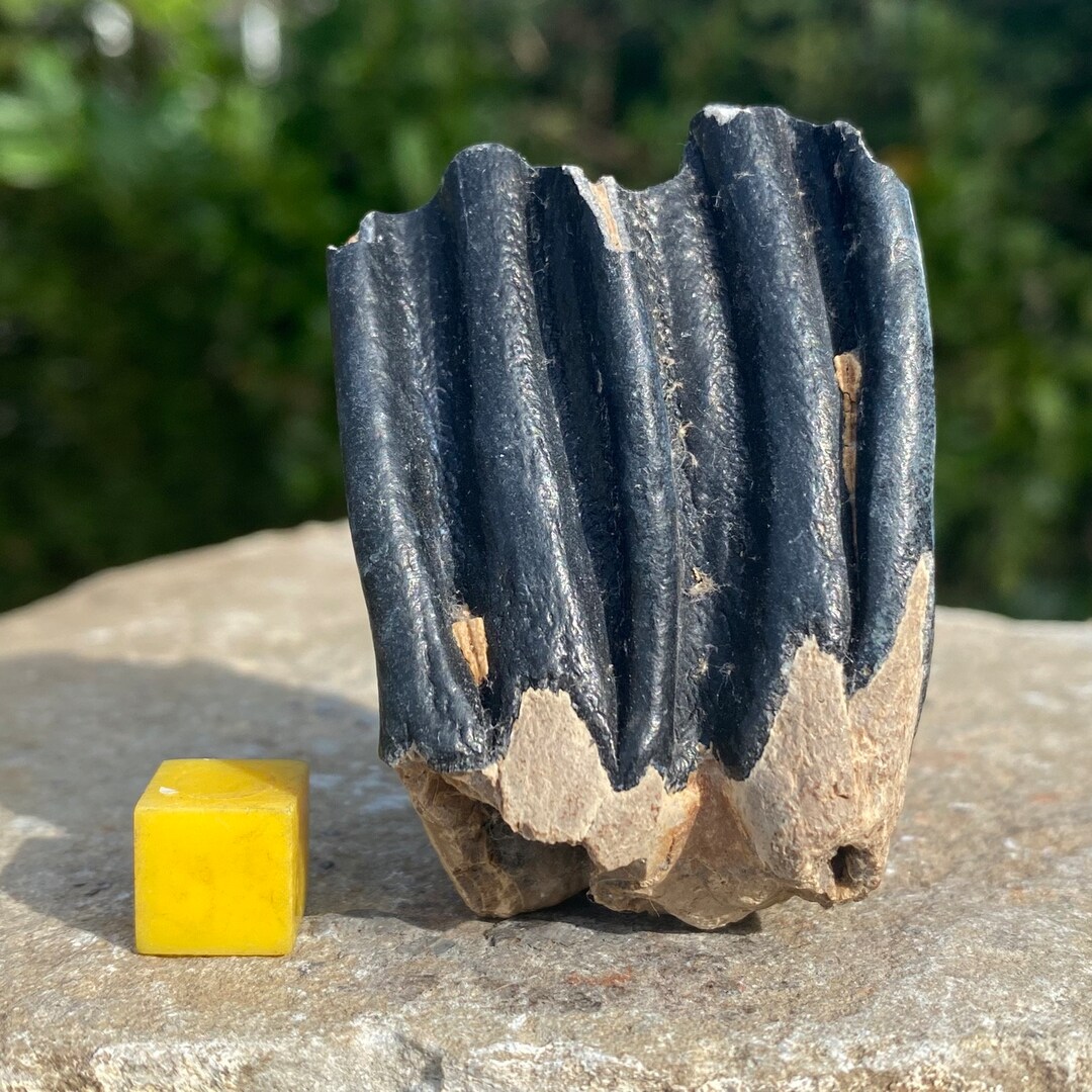 Fossil Bison Tooth Stone Age Pleistocene UK Authentic - Etsy