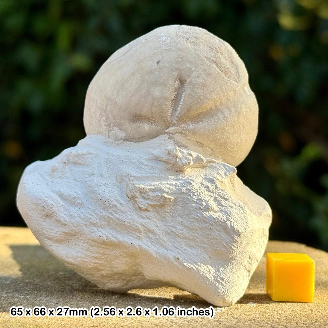 Rare Fossil Echinoid sea Urchin Micraster Corbovii Cretaceous Chalk ...