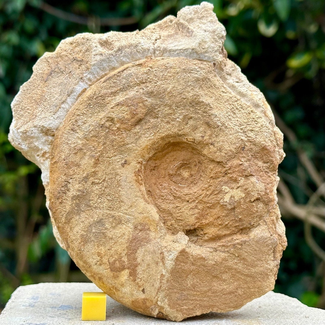 Leioceras Ammonite Fossil, Burton Bradstock, Inferior Oolite, Jurassic ...