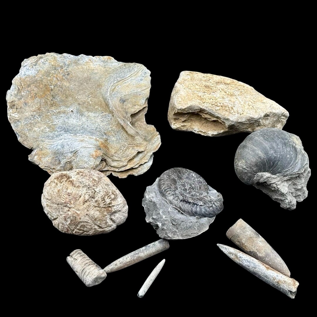1kg British Jurassic Fossil Mix – 10 X Genuine Fossils From Dorset ...