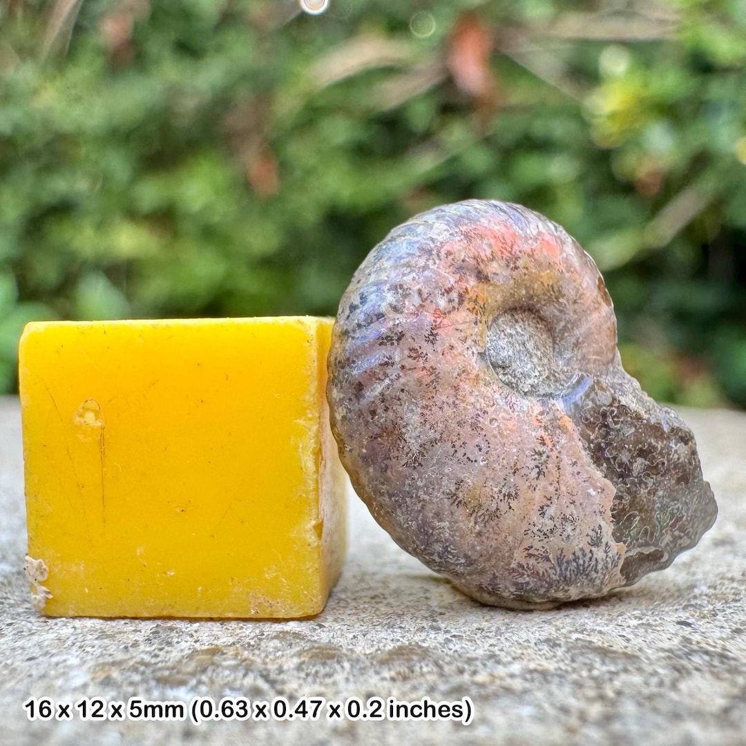 Rare Iridescent Heteromorph Ammonite Fossil, Scaphites Discoscaphites ...