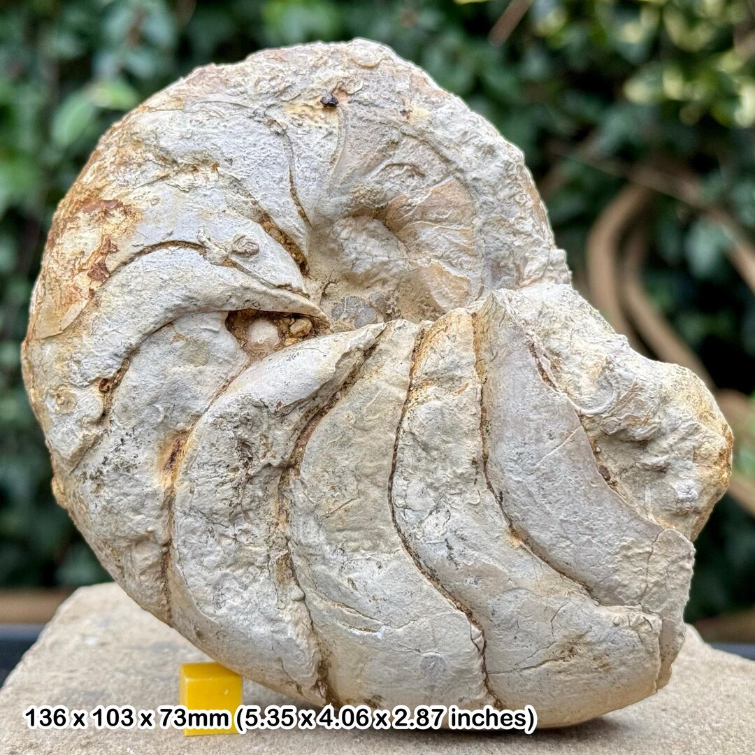 Cenoceras Fossil Nautilus | Jurassic Beacon Limestone Ilminster ...
