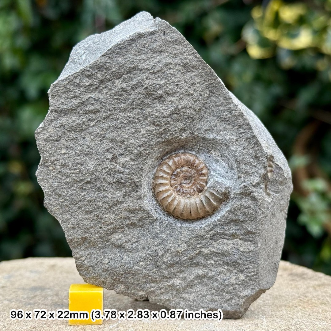 Rare Promicroceras Planicosta Ammonite Fossil Block, Black Ven Marls ...