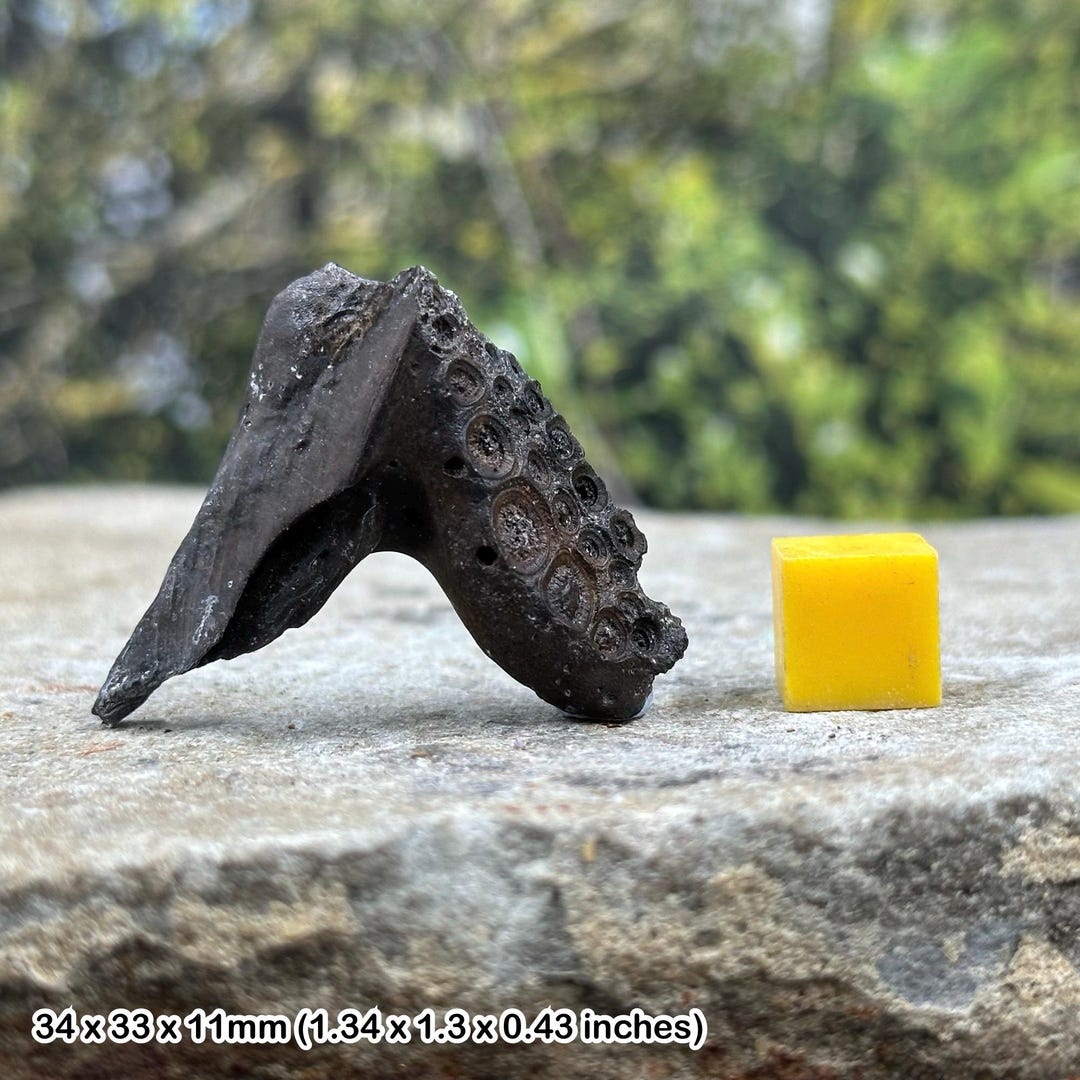 Fossil Pliocene Drum Fish Jaw, Florida, Usa - Etsy