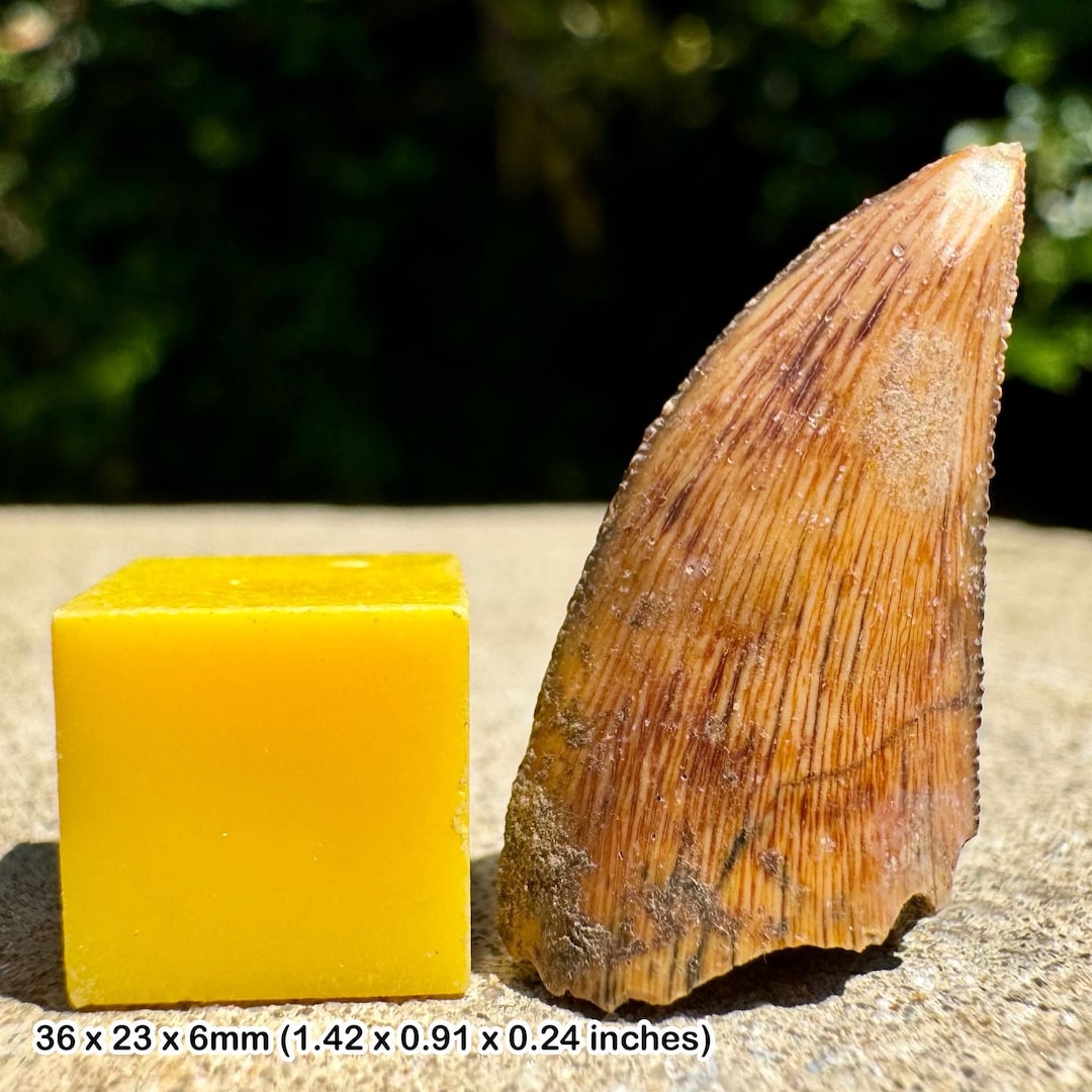 Authentic Majungasaurus Dinosaur Tooth Fossil - Cretaceous Madagascar W ...