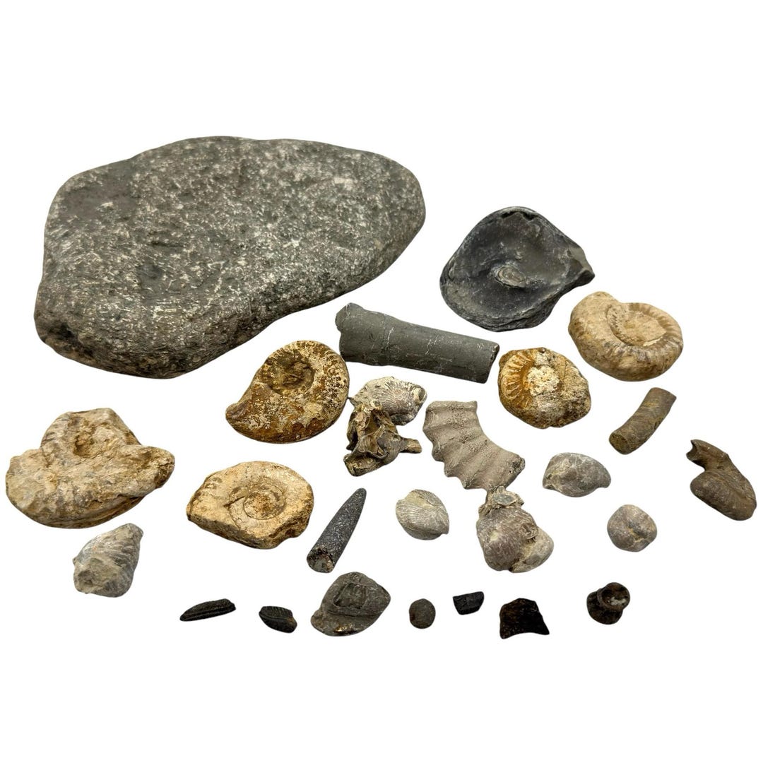 1kg Bulk Jurassic Coast 26 X Fossils Budget Mix Dorset and Somerset Lot ...