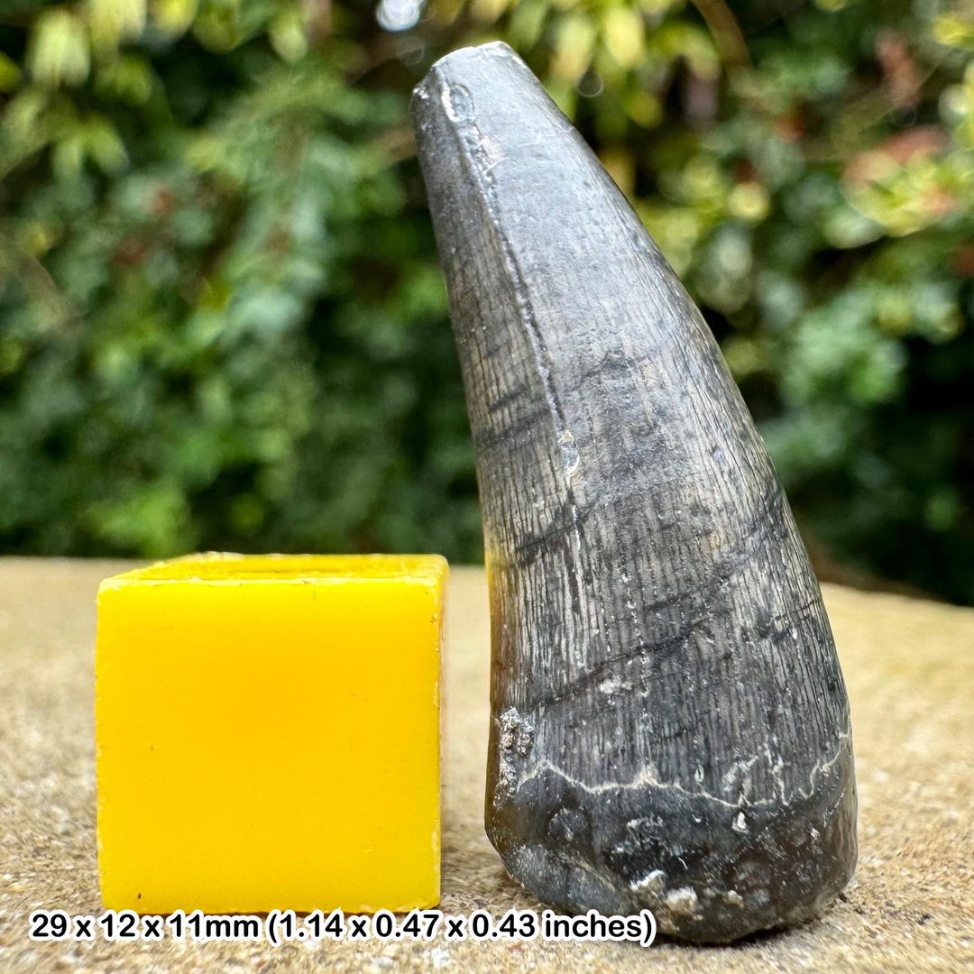 Stolokrosuchus Crocodile Tooth Fossil Cretaceous, Elrhaz Formation ...