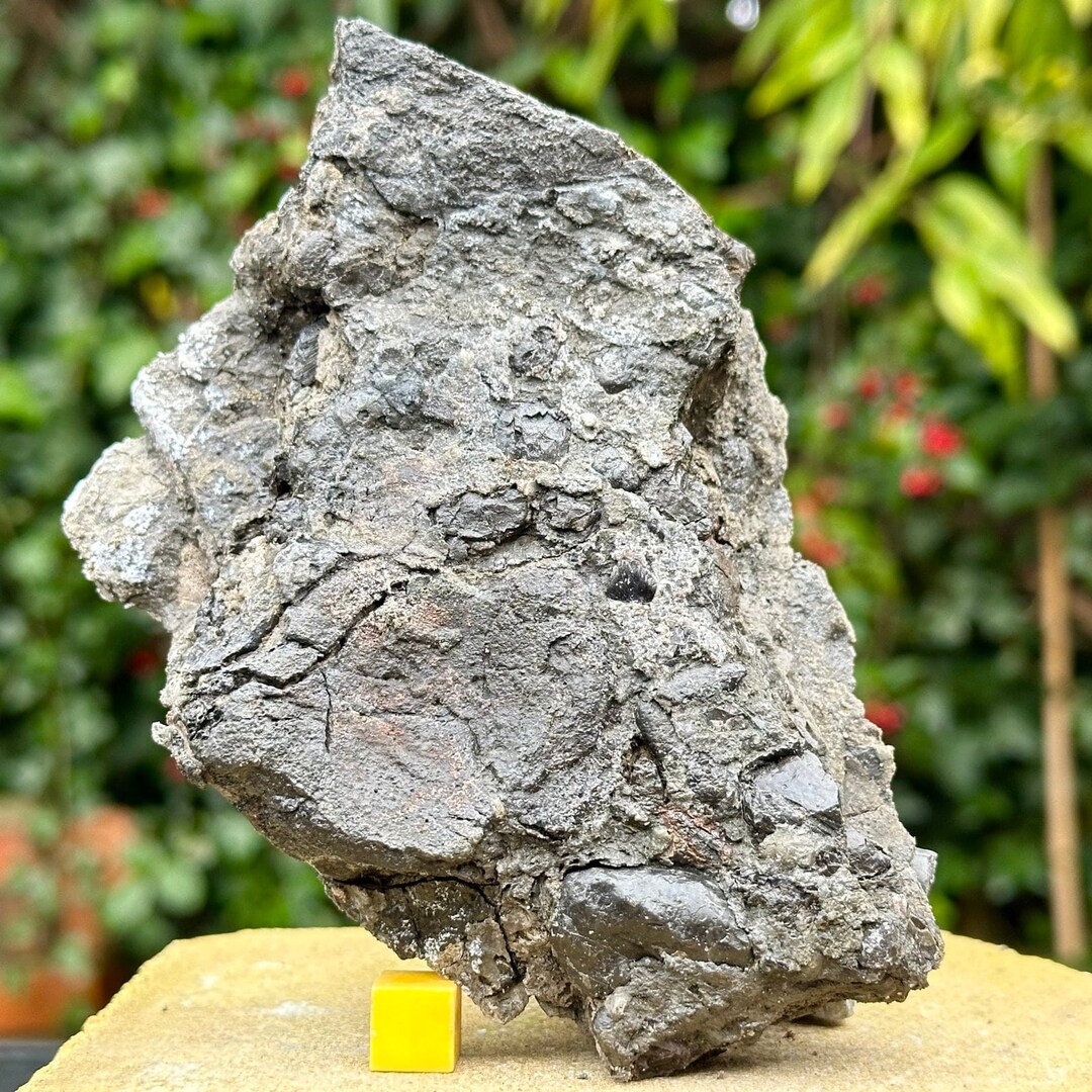Fossil Bone Bed - Large Reptile Vertebra, Teeth and Bones, Triassic ...