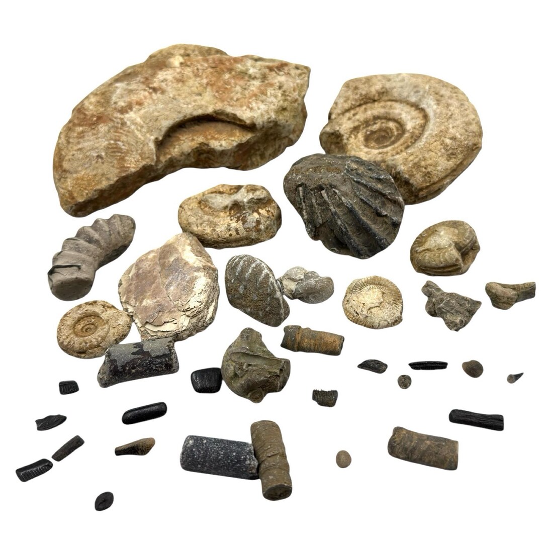 1kg Bulk Jurassic Coast 35 X Fossils Budget Mix Dorset and Somerset Lot ...