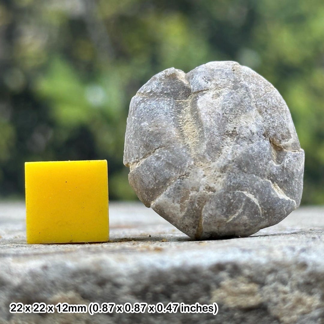 Heteraster Echinoid Fossil - Cretaceous Period, United States - Etsy