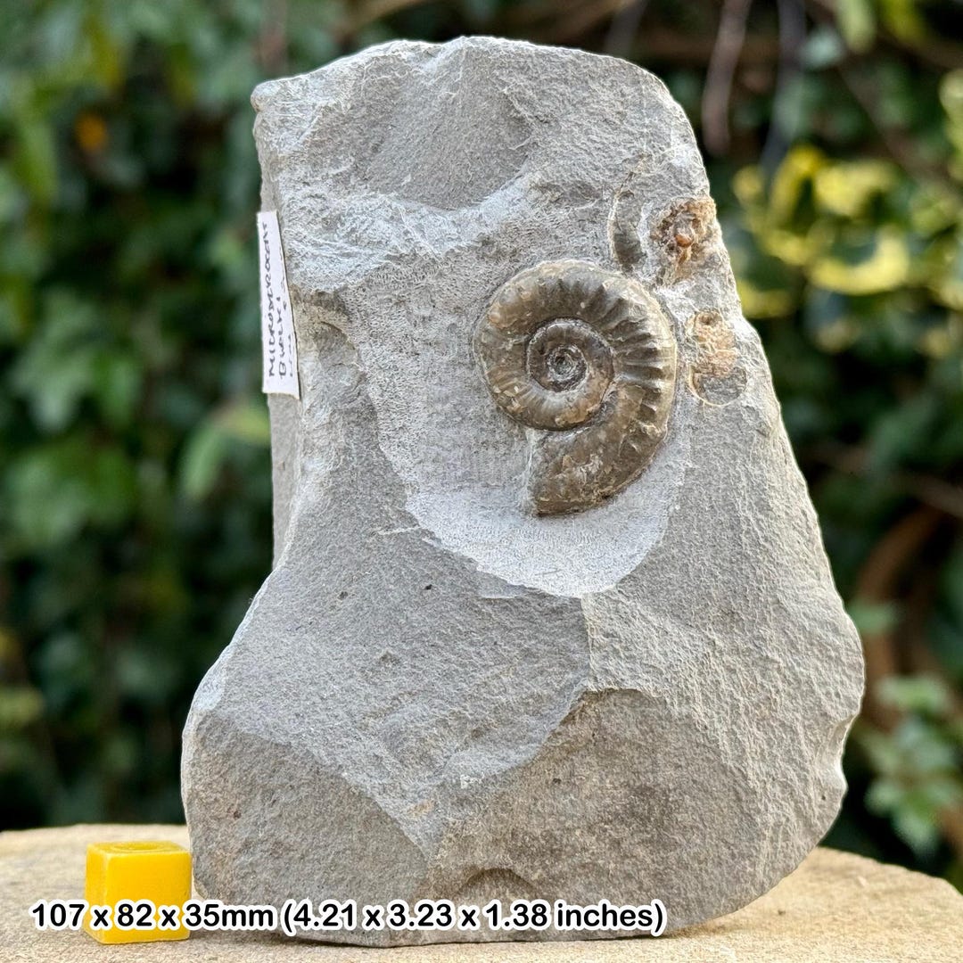 Microderoceras Birchi Ammonite Fossil Block - Black Ven Marls, Jurassic ...
