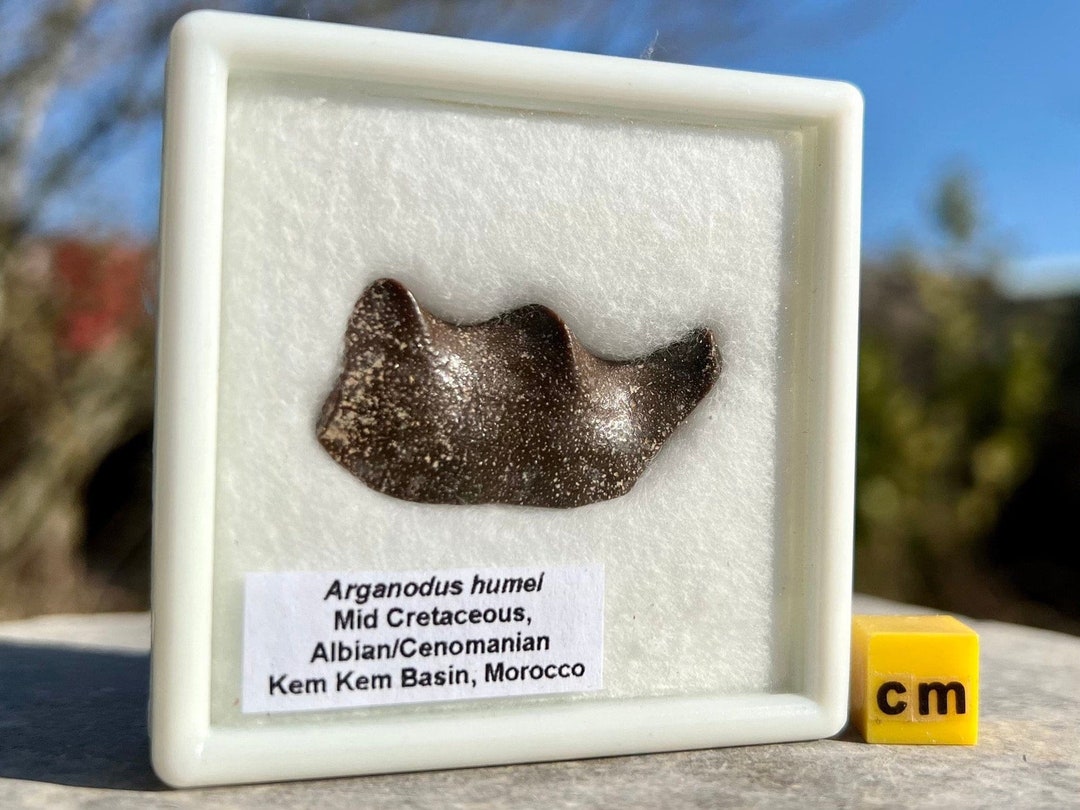 Certified Cretaceous Fossil Lungfish Tooth (arganodus Humei) From ...