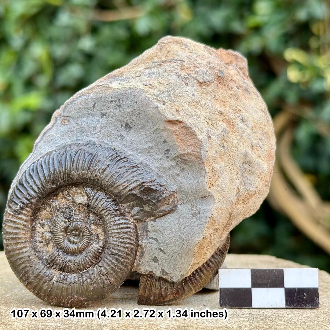 Double Dactylioceras Ammonite Fossil – Jurassic, Runswick Bay, Alice ...