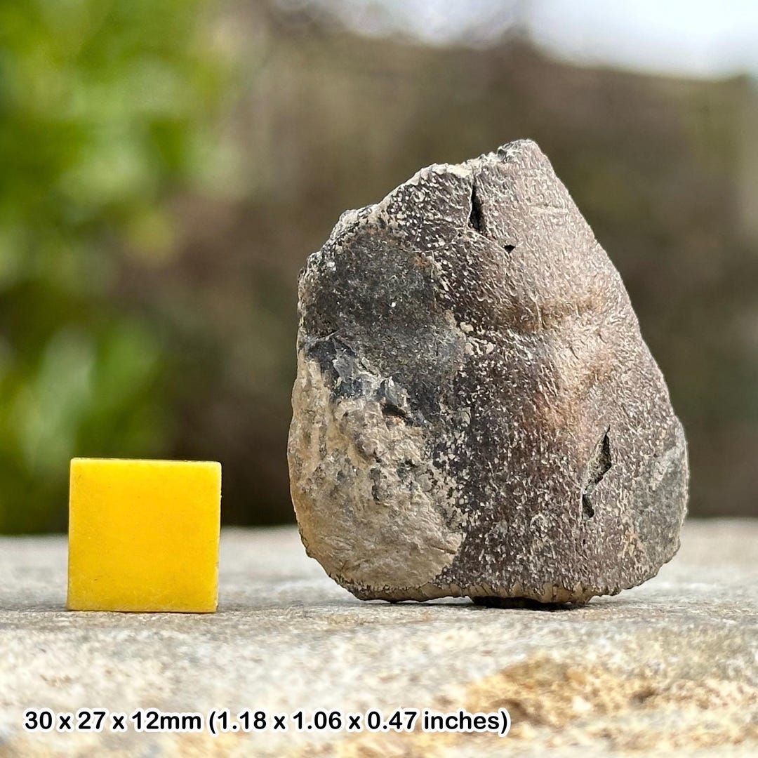 Genuine Reptile Bone Fossil Gault Clay, Cretaceous Era, Folkestone ...