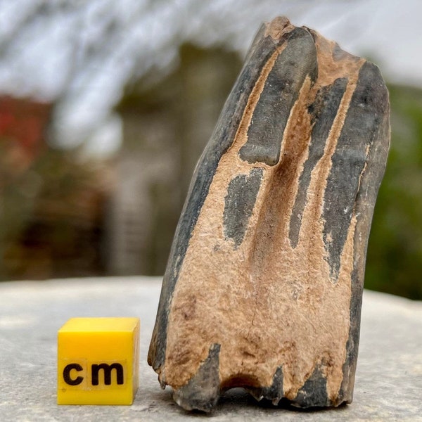 Fossil Horse Tooth - Etsy