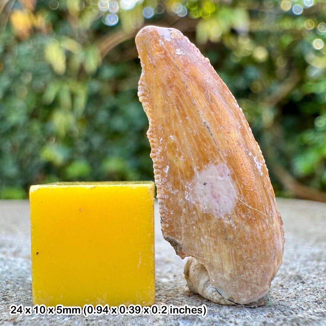 Deltadromeus Agilis Raptor Dinosaur Tooth Fossil | Cretaceous Kem Kem ...