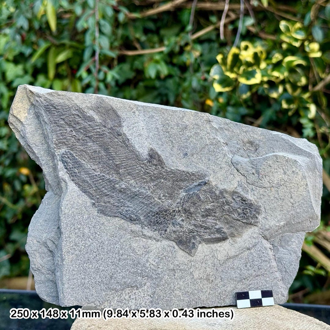 Rare: Palaeoniscum Freieslebeni Fossil Fish – Upper Permian, Marl Slate ...