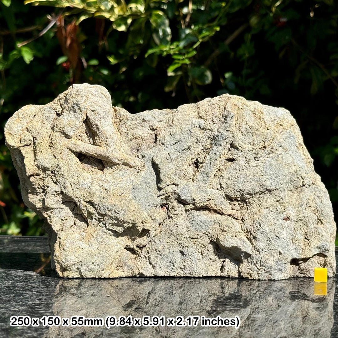 Freestanding Crustacean Burrows Trace Fossil With Base Cut Upper ...