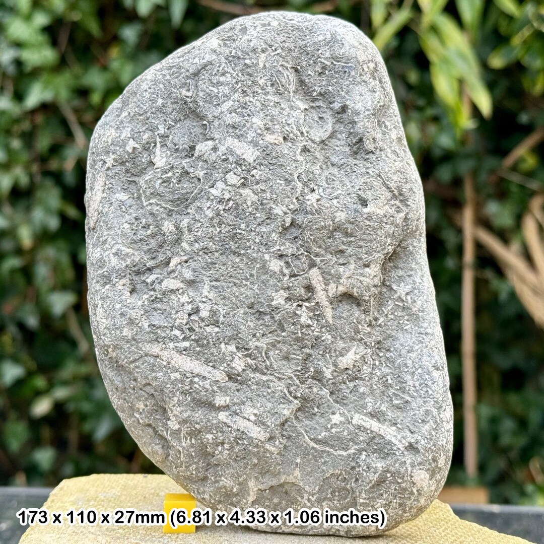 Genuine Fossil Pentacrinites Crinoid sea Lilly Stem Slab Jurassic Coast ...