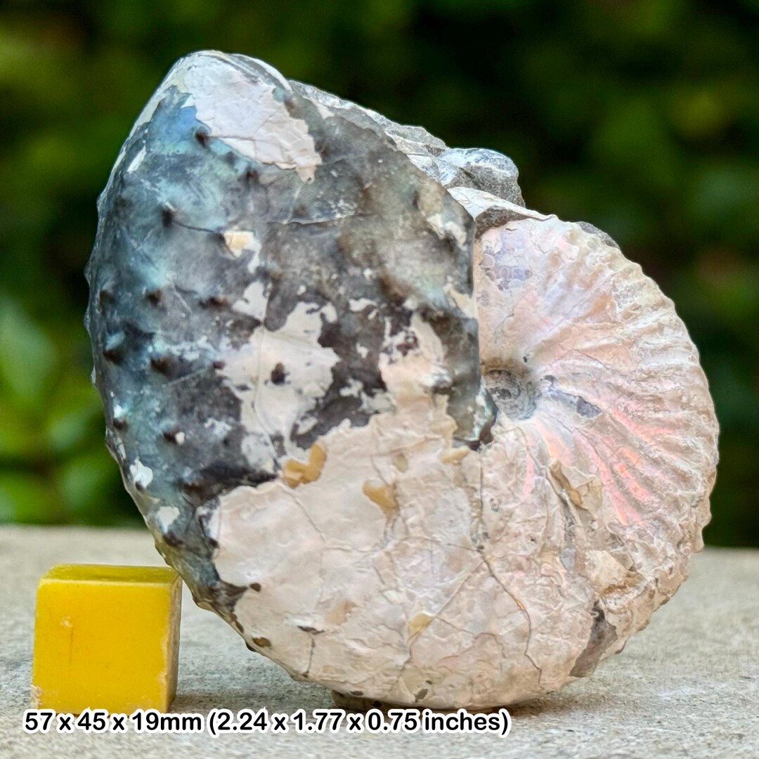 Very Rare Heteromorph Ammonite Scaphites - Hoploscaphites Nicoletti ...