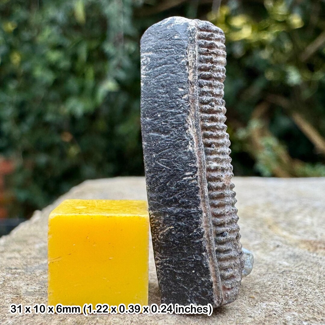Myliobatis Striatus Eagle Ray Tooth Plate Fossil | Eocene Barton Beds ...