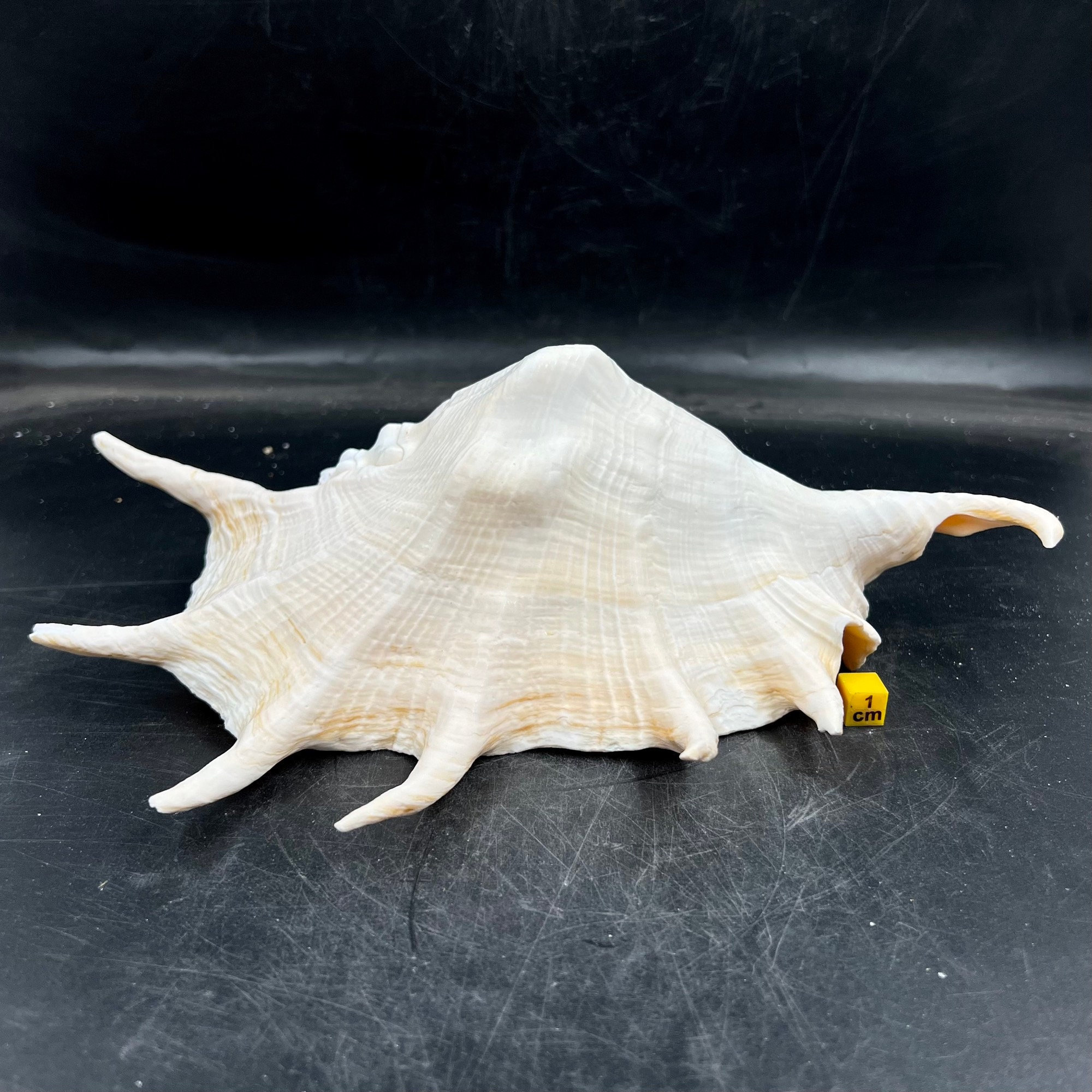 Large Genuine Spider Giant Seashell Saltwater Snails Shells - Etsy