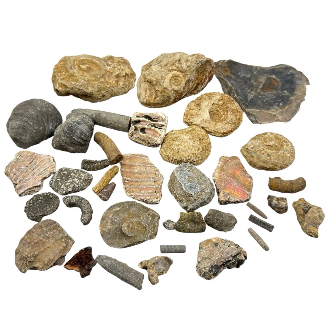 1kg Bulk Jurassic Coast 37 X Fossils Budget Mix Dorset and Somerset Lot ...