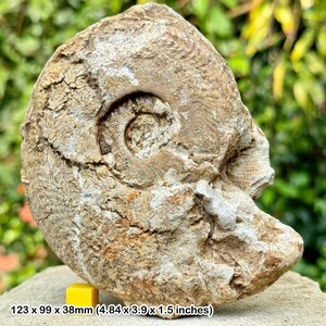 Harpoceras Ammonite Fossil Jurassic Beacon Limestone, Somerset, Uk 100% ...