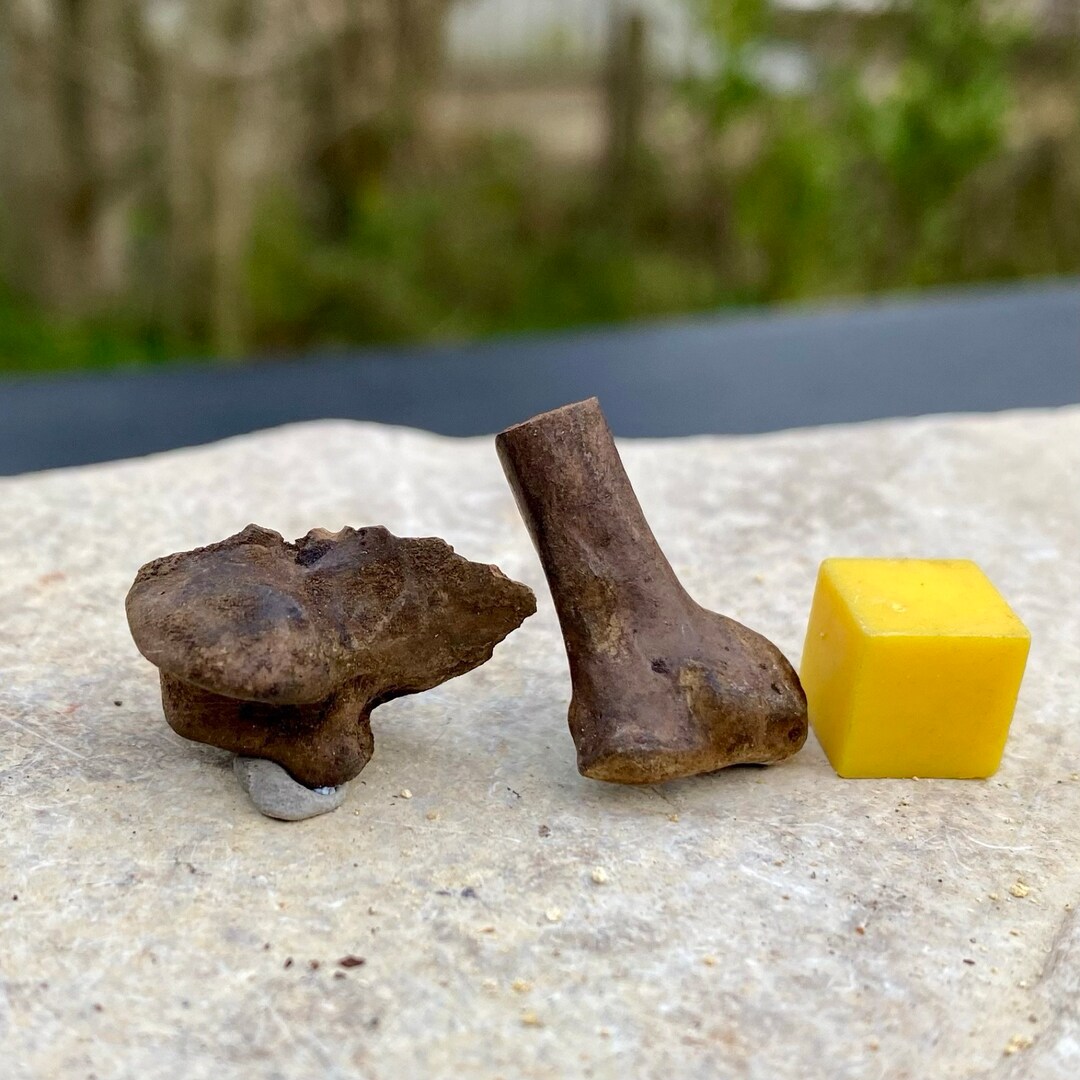 Fossil Bird Bone From the Rancho La Brea Formation - Etsy