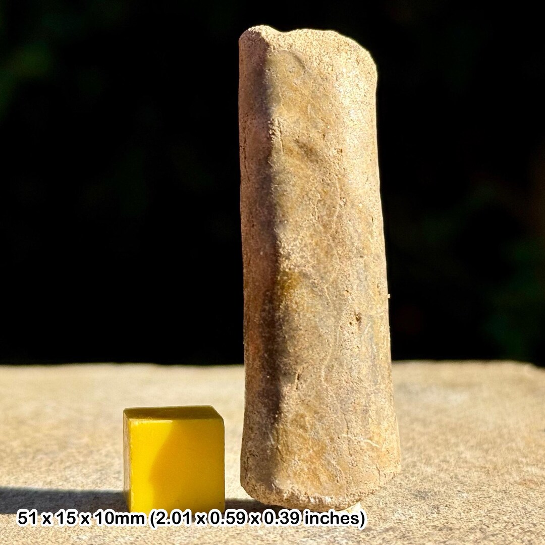 Rare Baculites Fossil Ammonite – Tuberolechites Lechites Sp., Upper ...