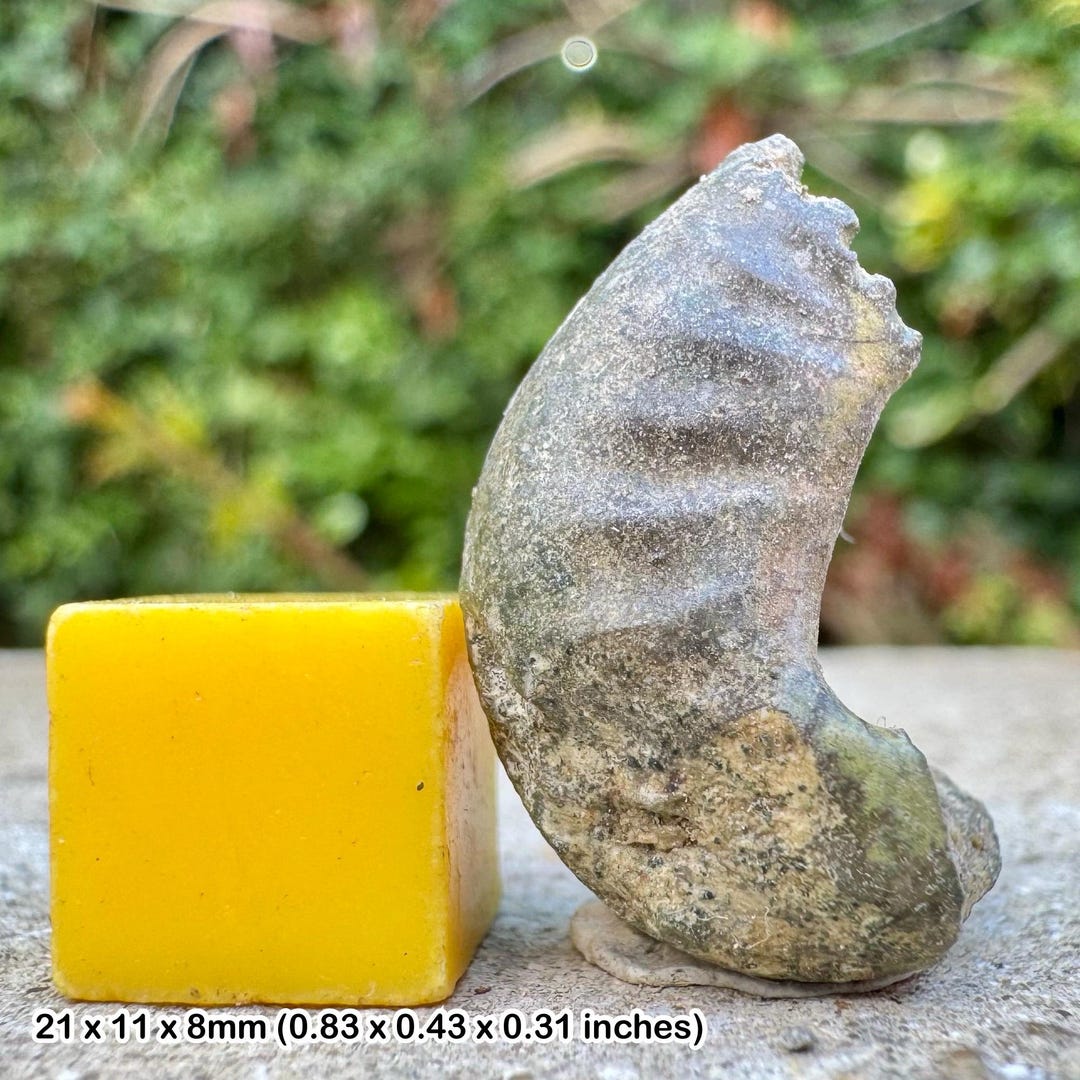 Rare Uncoiled Ammonite Fossil, Mariella Bergeri, Cretaceous Era With ...