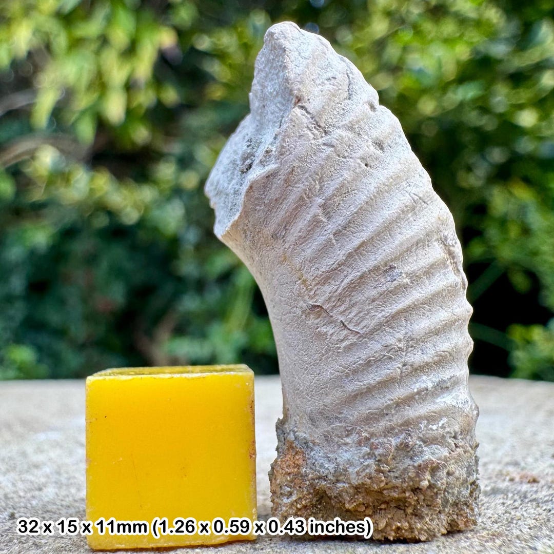 Rare Cretaceous Beudanticeras Beudanti Ammonite Fossil - Gault Clay ...