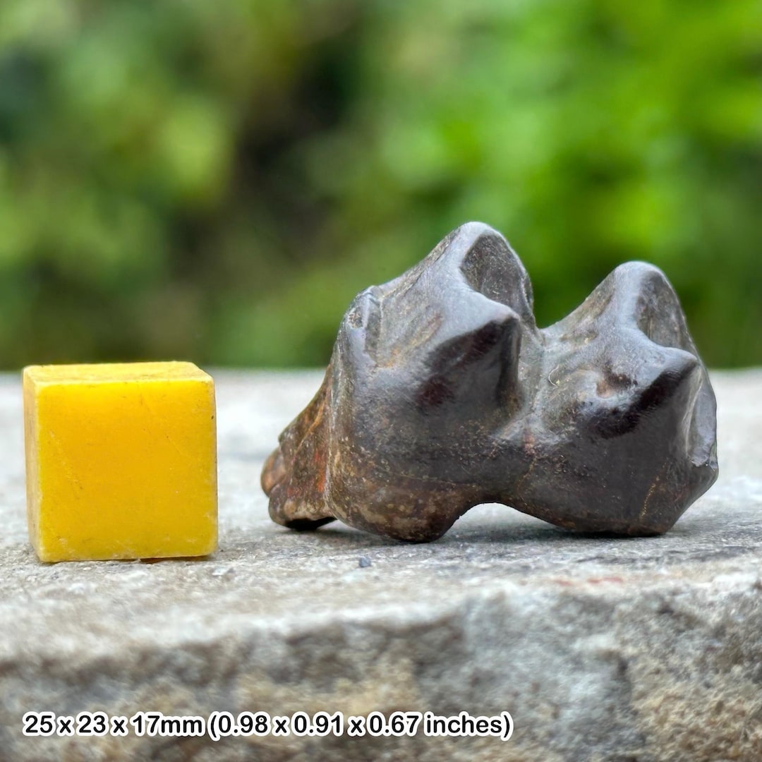 Tapir Tooth Fossil (tapirus Veroensis) | Pleistocene Era | Genuine ...